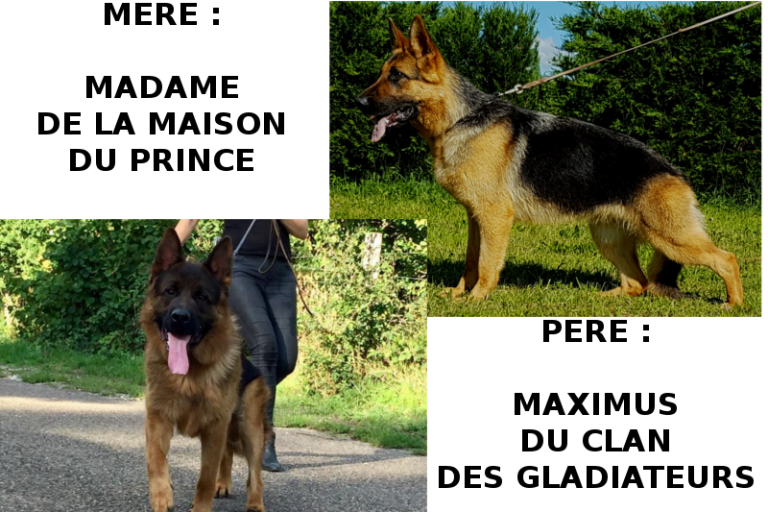 Chiots bergers allemands de Madame et Maximus - La Maison Du Prince